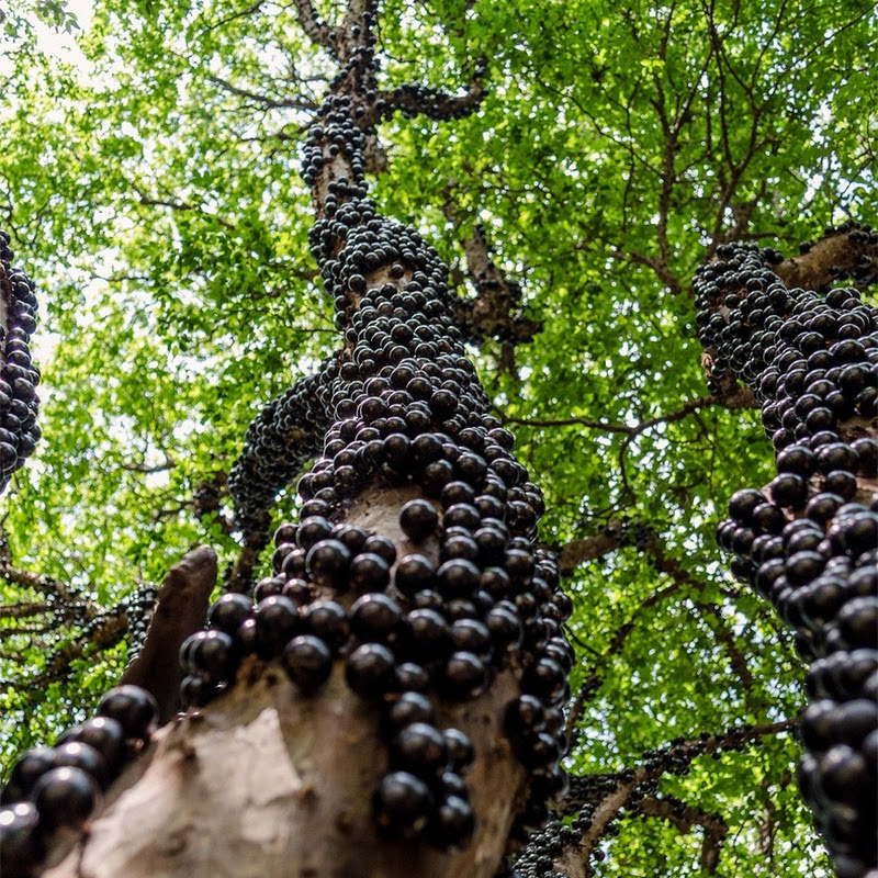 Jabuticaba: The Tree That Bear Fruits on its Trunk | Amusing Planet