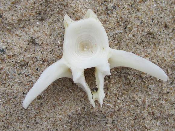 fish vertebrae | Project Noah