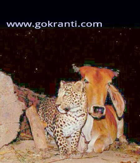 गौमाता ही भारत माँ की पहचान है: गौमाता चिता के साथ gaumata with tiger