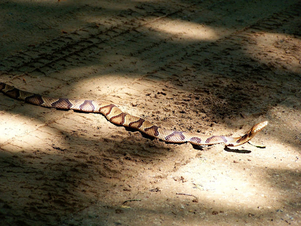 Copperhead | Project Noah