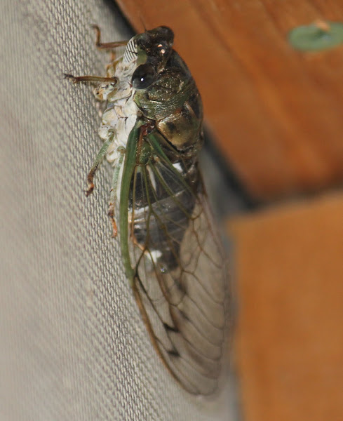 Scissors Grinder Cicada | Project Noah