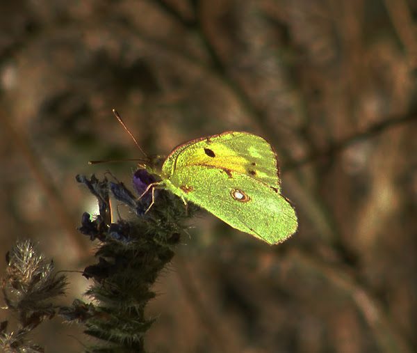 Dark Clouded Yellow | Project Noah