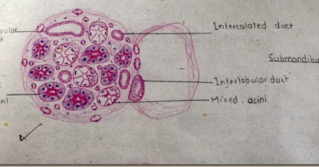 Histology Slides Database: submandibular gland high resolution ...