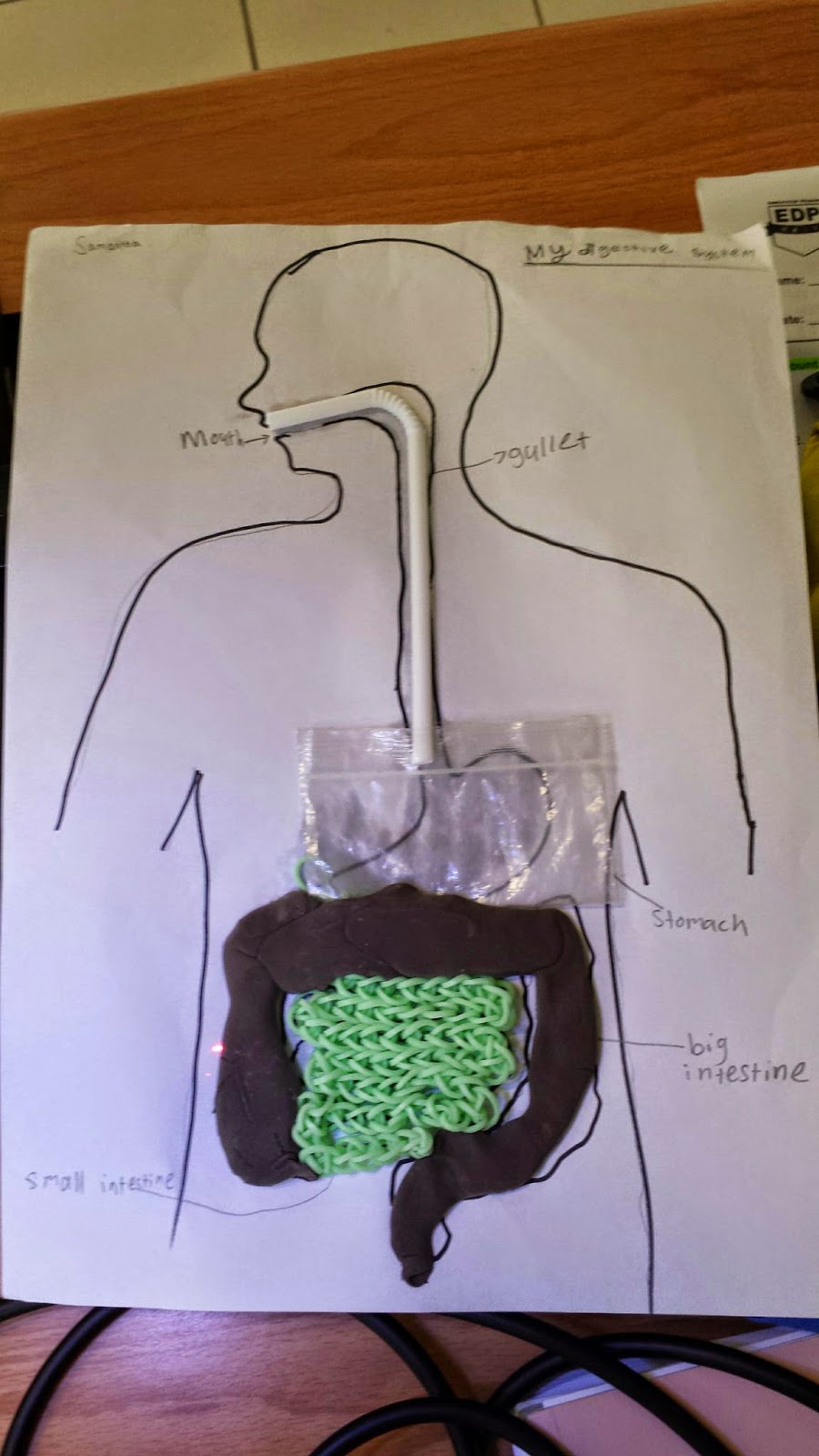 Welcome to Class 4B 2015!: Presenting the Digestive System Model