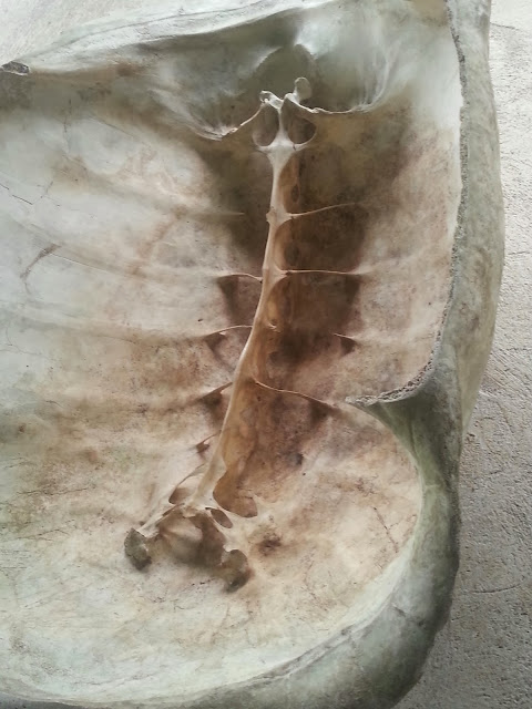 Travels: Feb 25: inside a turtle shell