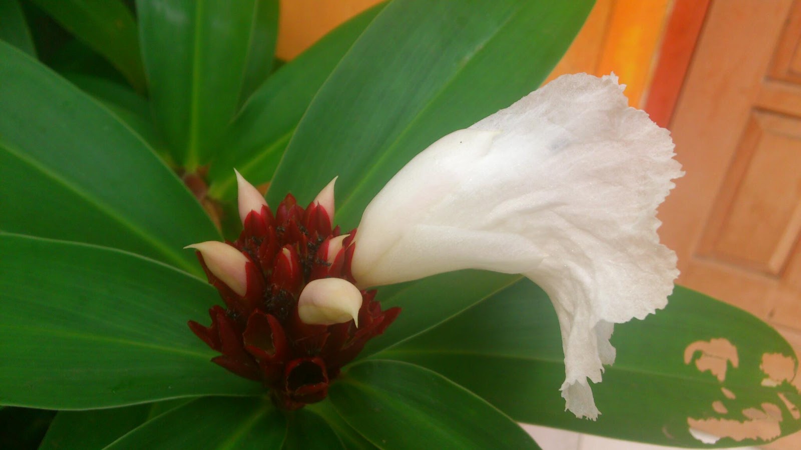 Bunga Siung Macan || Nana Ermiana