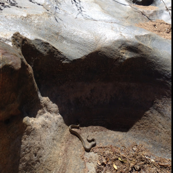 Two-striped garter snake | Project Noah