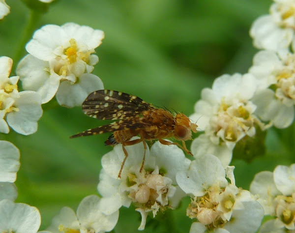 Fruit Fly | Project Noah