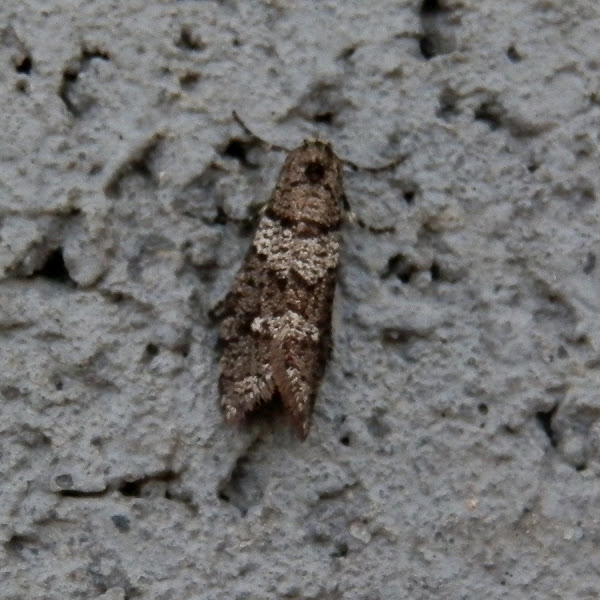 Psychid Moth | Project Noah