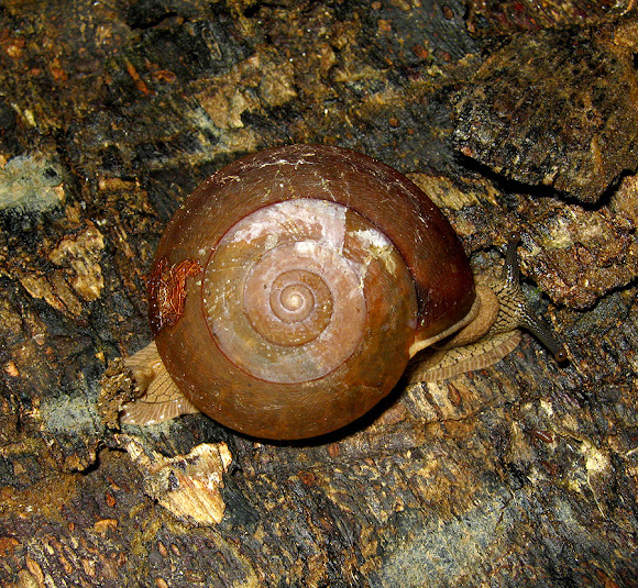 Tree Snail | Project Noah