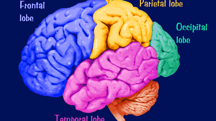 4 Lobes Of The Brain