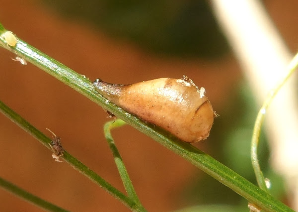 Hoverfly pupa | Project Noah