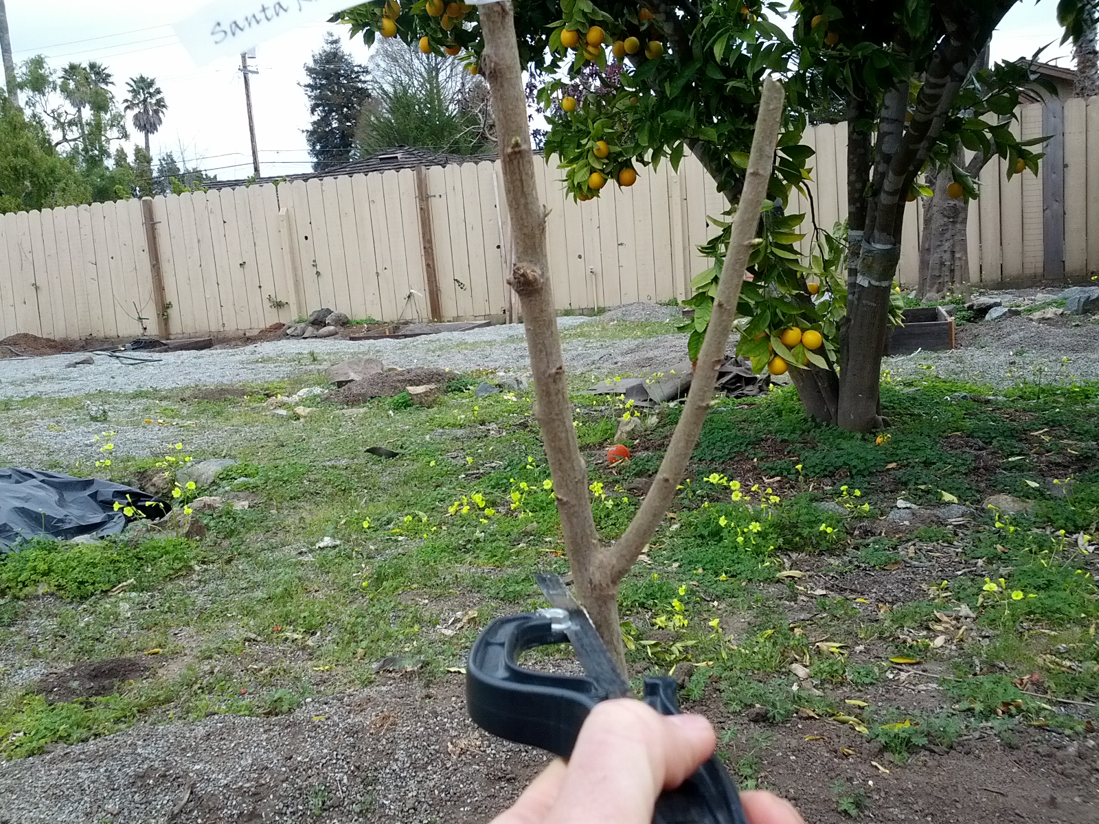 Gardening: Pruning santa rosa plum
