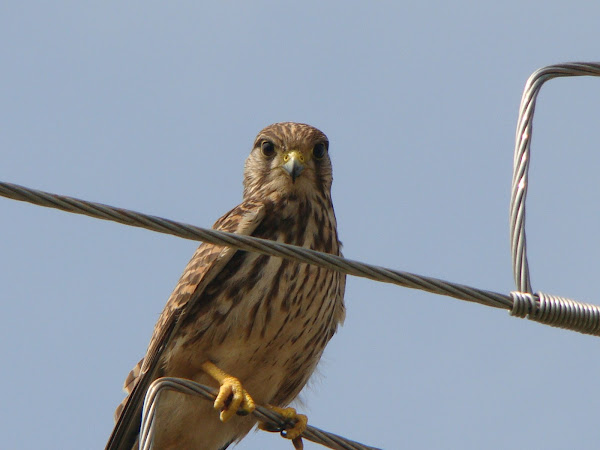 Common Kestrel / சிவப்ப வல்லூறு (Sivappu Valluru) | Project Noah
