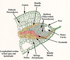 What are Hydathodes or Water Stomata? | Plant Science 4 U