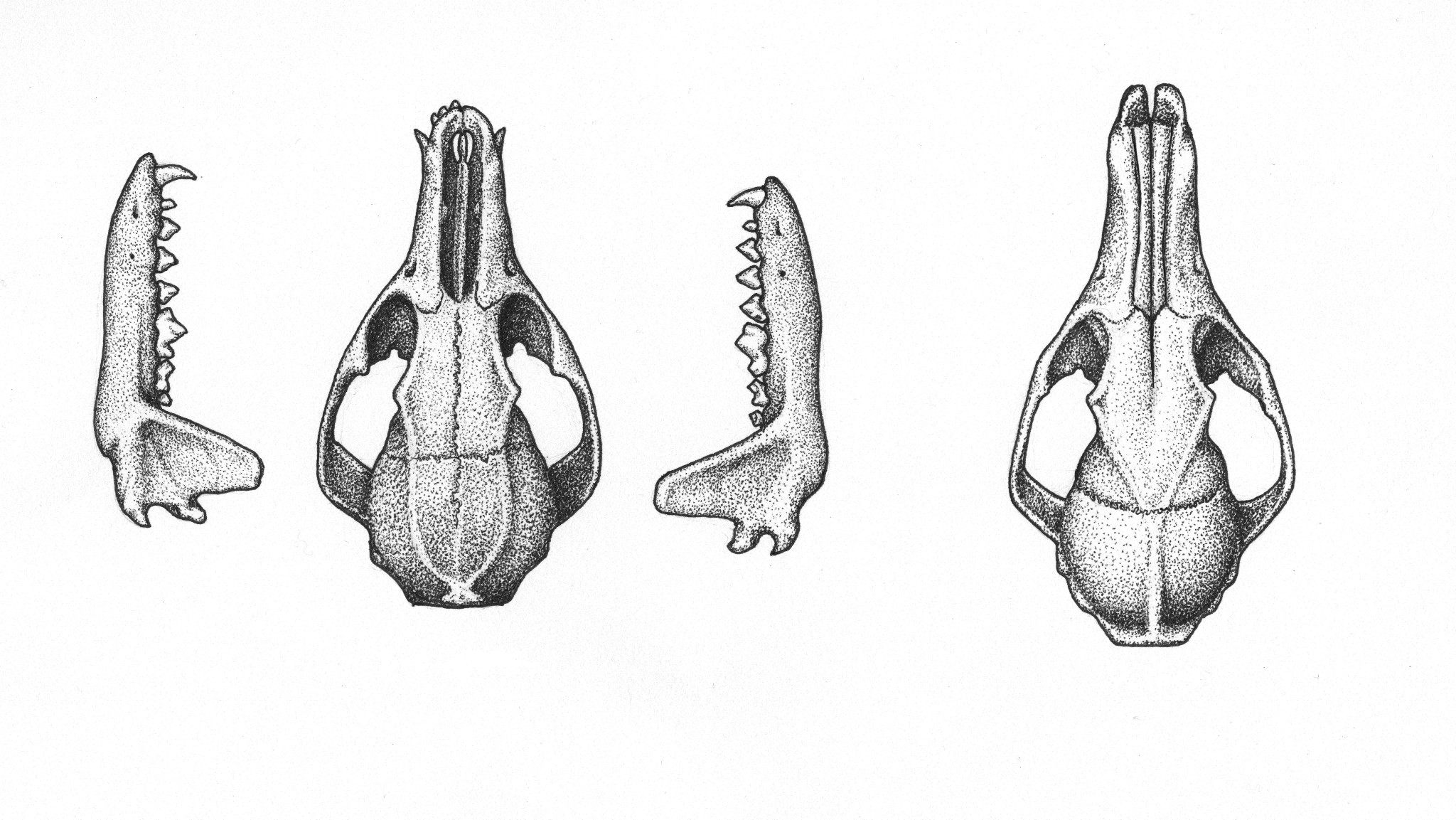 Red Fox Skull Drawing Simple Sketch Coloring Page