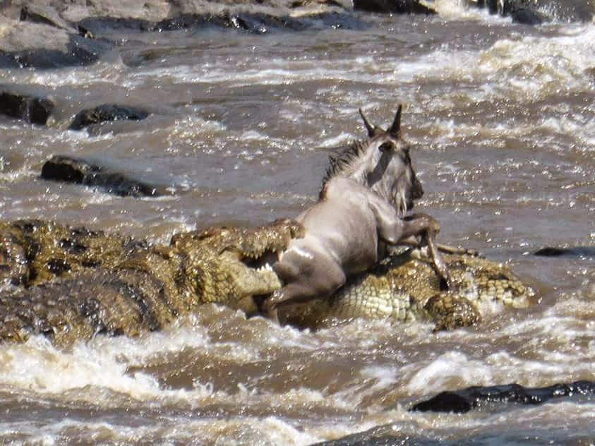 SERENGETI NATIONAL PARK TANZANIA: Nyumbu/wildbeest vs Mamba/Crocodile