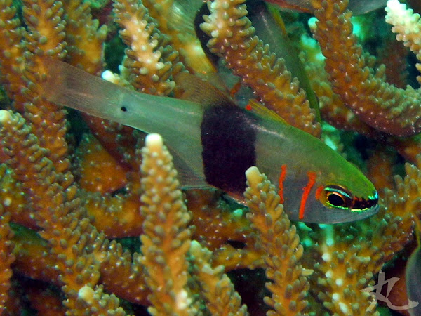 Girdled Cardinalfish | Project Noah