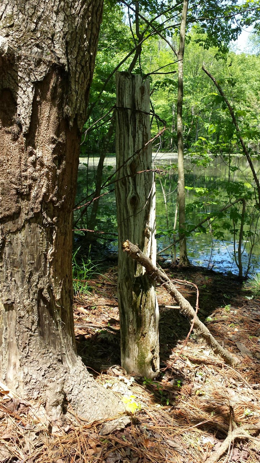 That's What's Up: Ribbonwalk Nature Preserve