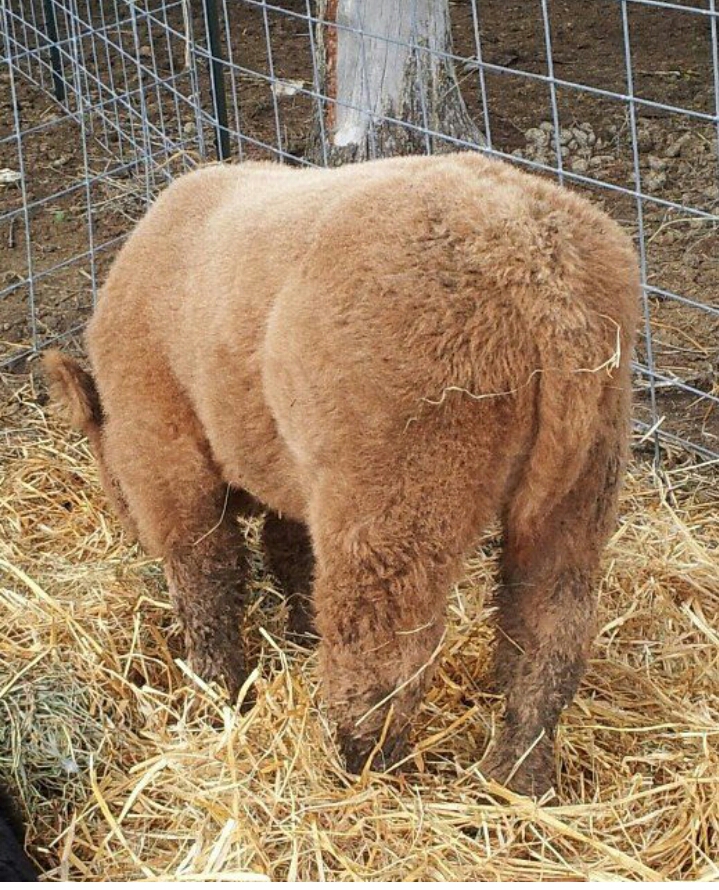 Lautner Farms: Debower Show Calves - Alias x Heat Wave/Char Bull Calf ...