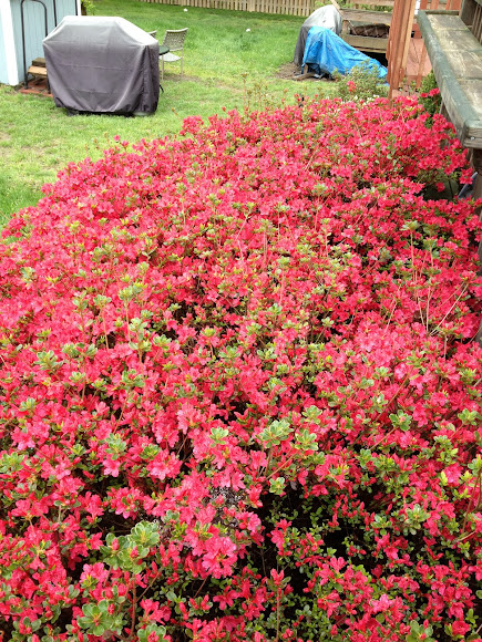 Red Ruffles Azalea | Project Noah