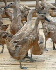 Jenis Itik Mojosari Dan Ciri-Cirinya - Kumpulan Artikel Peternakan I ...