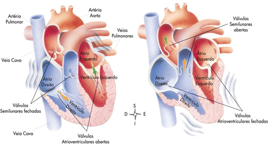Sistema Cardiovascular | Caderno da Educação Física