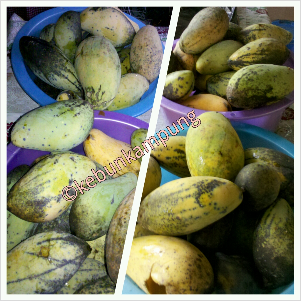 Musim mempelam di kampung