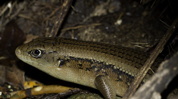 Major Skink | Project Noah