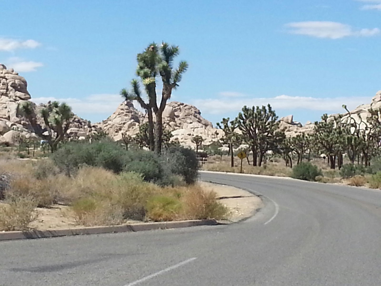 Lori's Route 66 Travels: Joshua Tree