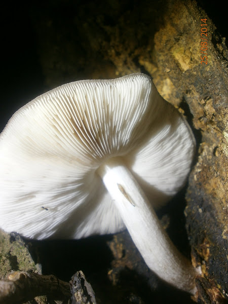 Deer Shield? | Project Noah