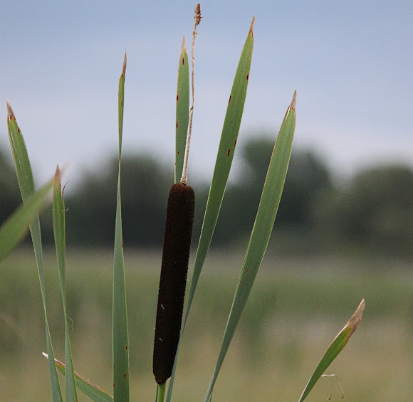 Bulrush, Common Bulrush, Broadleaf Cattail, Common Cattail, Great ...