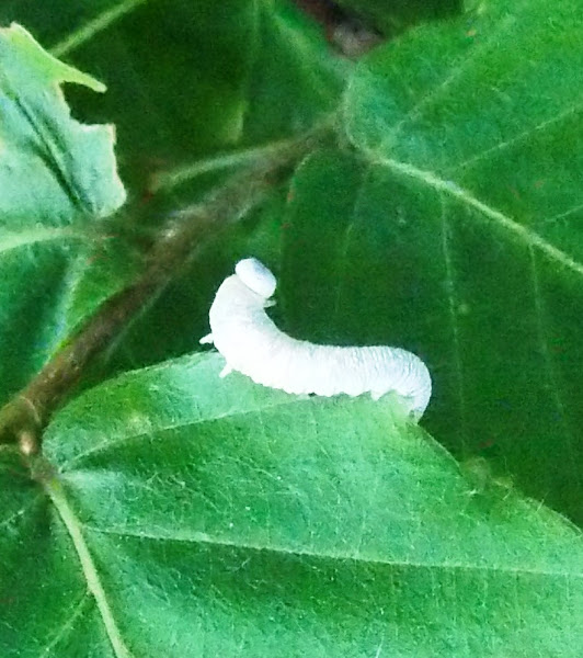 Forage Looper (Moth Larvae) | Project Noah