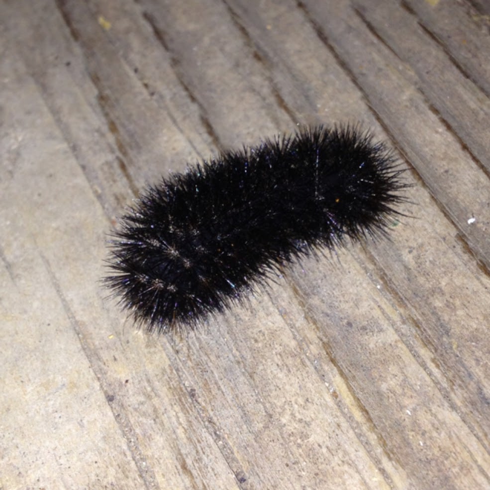 Giant Leopard Moth Caterpillar | Project Noah