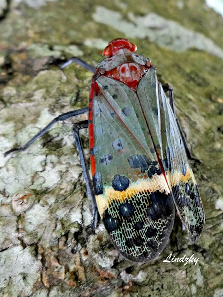Lanternfly | Project Noah