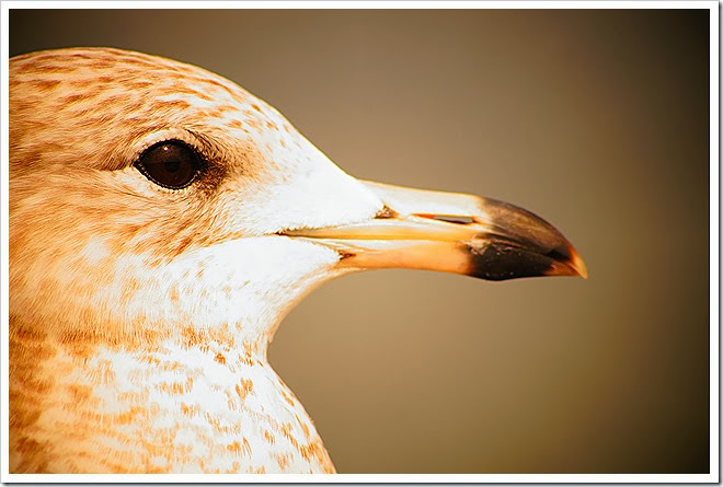 9 copyright free picture of a bird