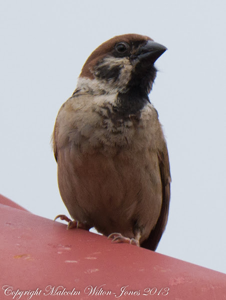 Tree Sparrow | Project Noah
