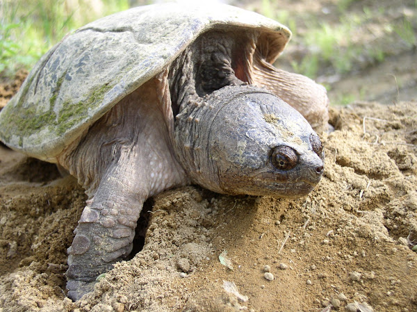 Common Snapping Turtle (female) | Project Noah