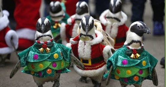MOTUS A.D.: Christmas Penguins