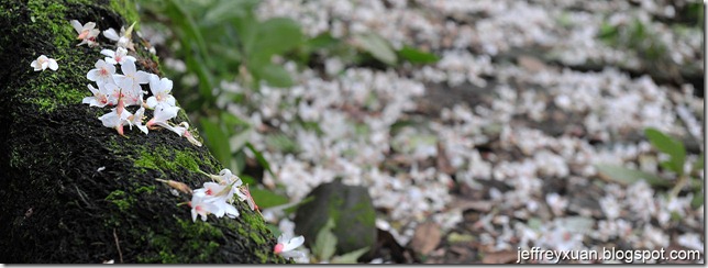 [Hsinchu Luliaokeng, Taiwan] “Tung flower” blossom ~ Jeffrey's Life log