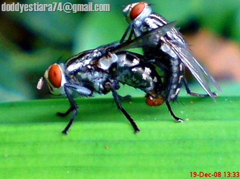 Lalat ‘Common flesh fly’ (Sarcophaga carnaria) kawin - iNSeCTiaRa