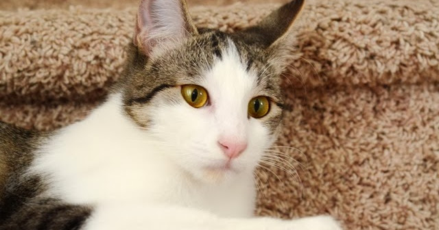 Smile Like You Mean it: Meet The Kitty