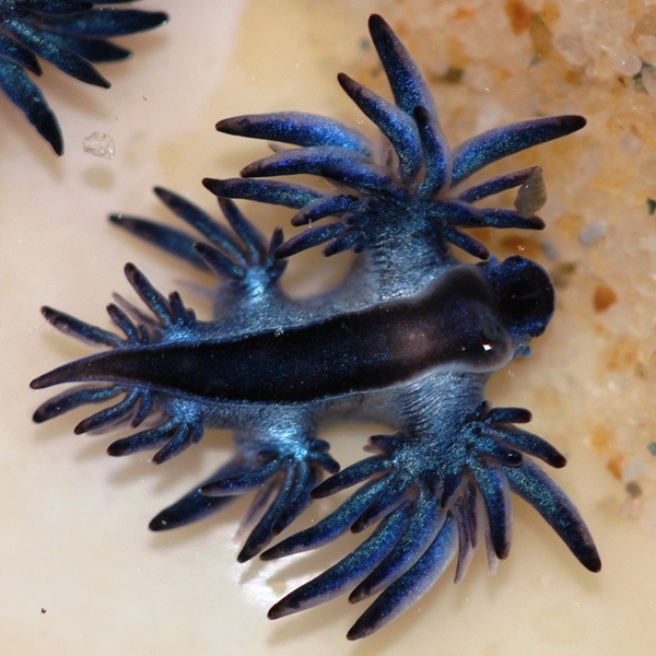 Blue Sea Slug | Project Noah