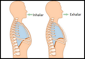 La Capacidad Pulmonar - Ciencia Explicada