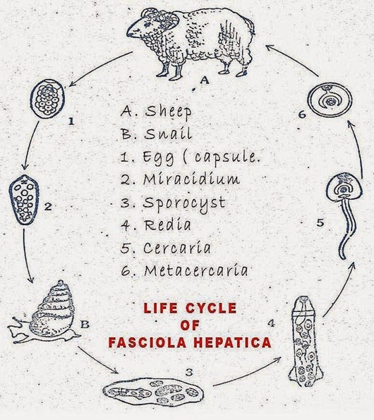 Diagram Of Liver Fluke - Animal Biology Zoology Biology Parasitism 173 ...