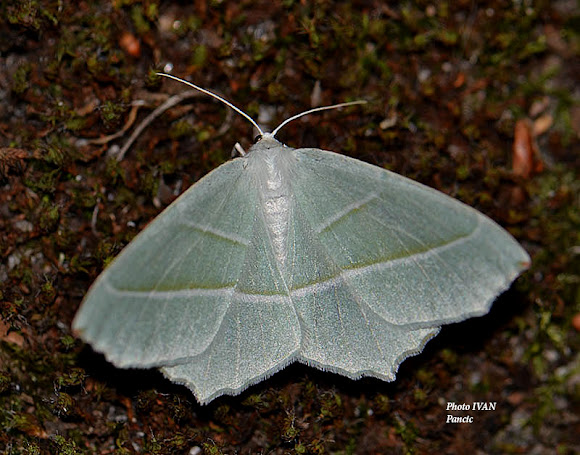 Light Emerald | Project Noah