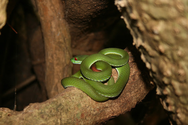 Ruby-eyed Green Pit Viper | Project Noah