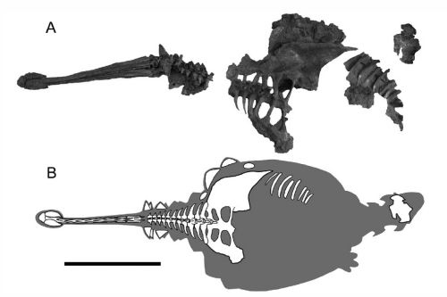 Dinosauria: Dyoplosaurus acutosquameus and the Diversity of ...
