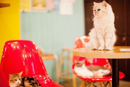 Alizul: 15 COOLEST CAT CAFÉS