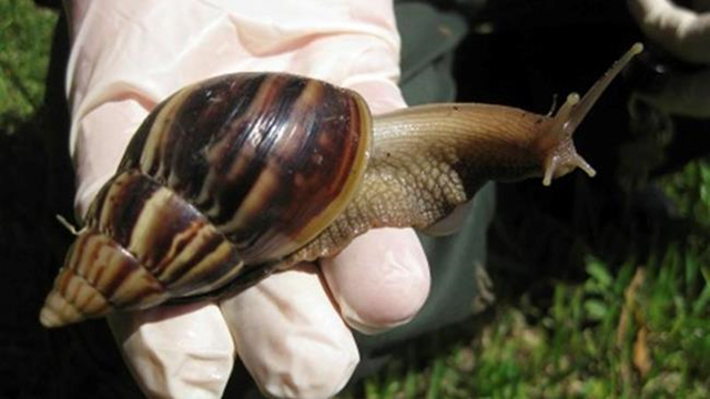Rat-sized stucco-eating snails invade Florida – ‘The snails attack over ...